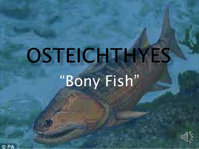 Bony Fish