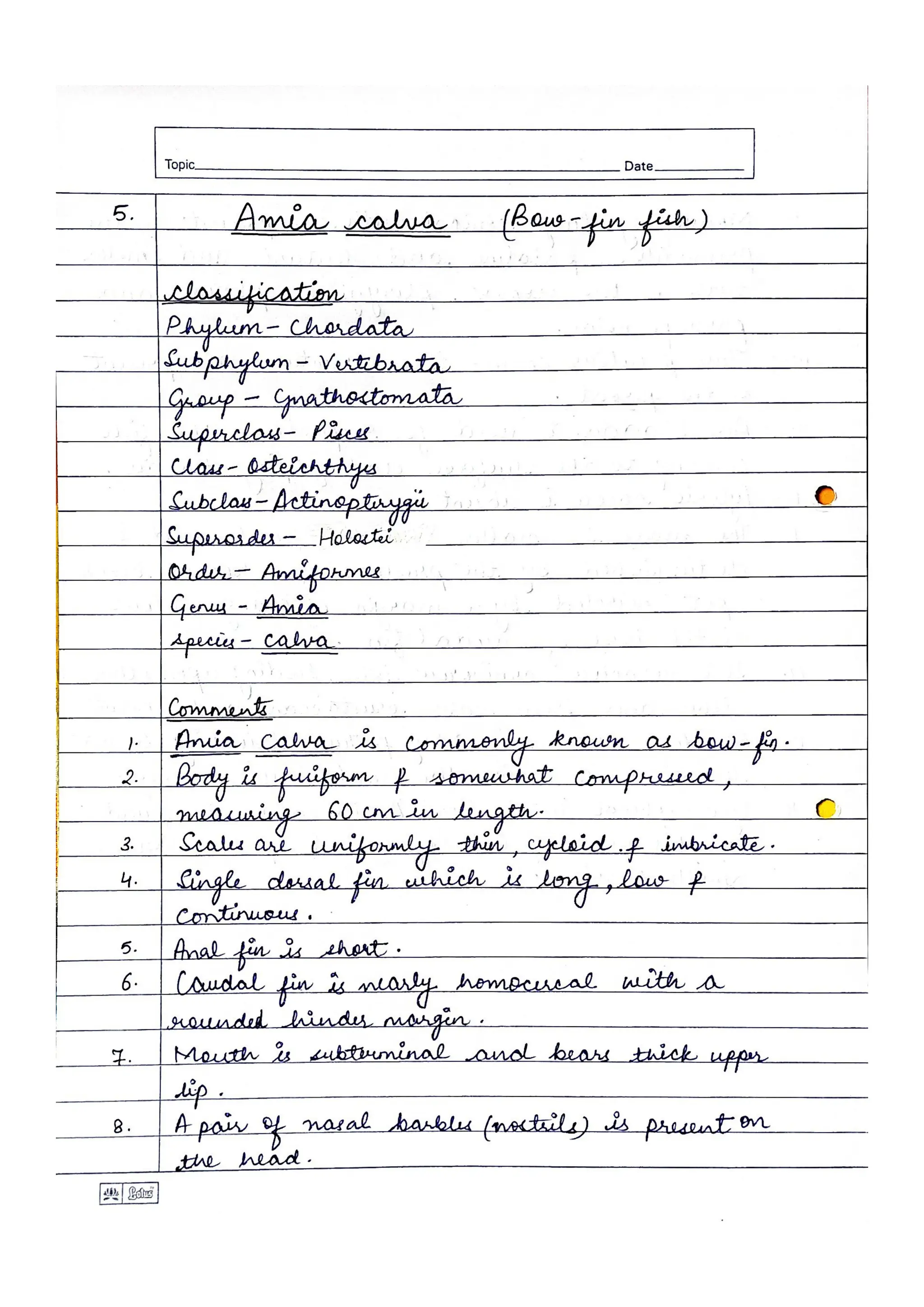 Osteichthyes ( Bony Fishes ) Fish and Fisheries.pdf