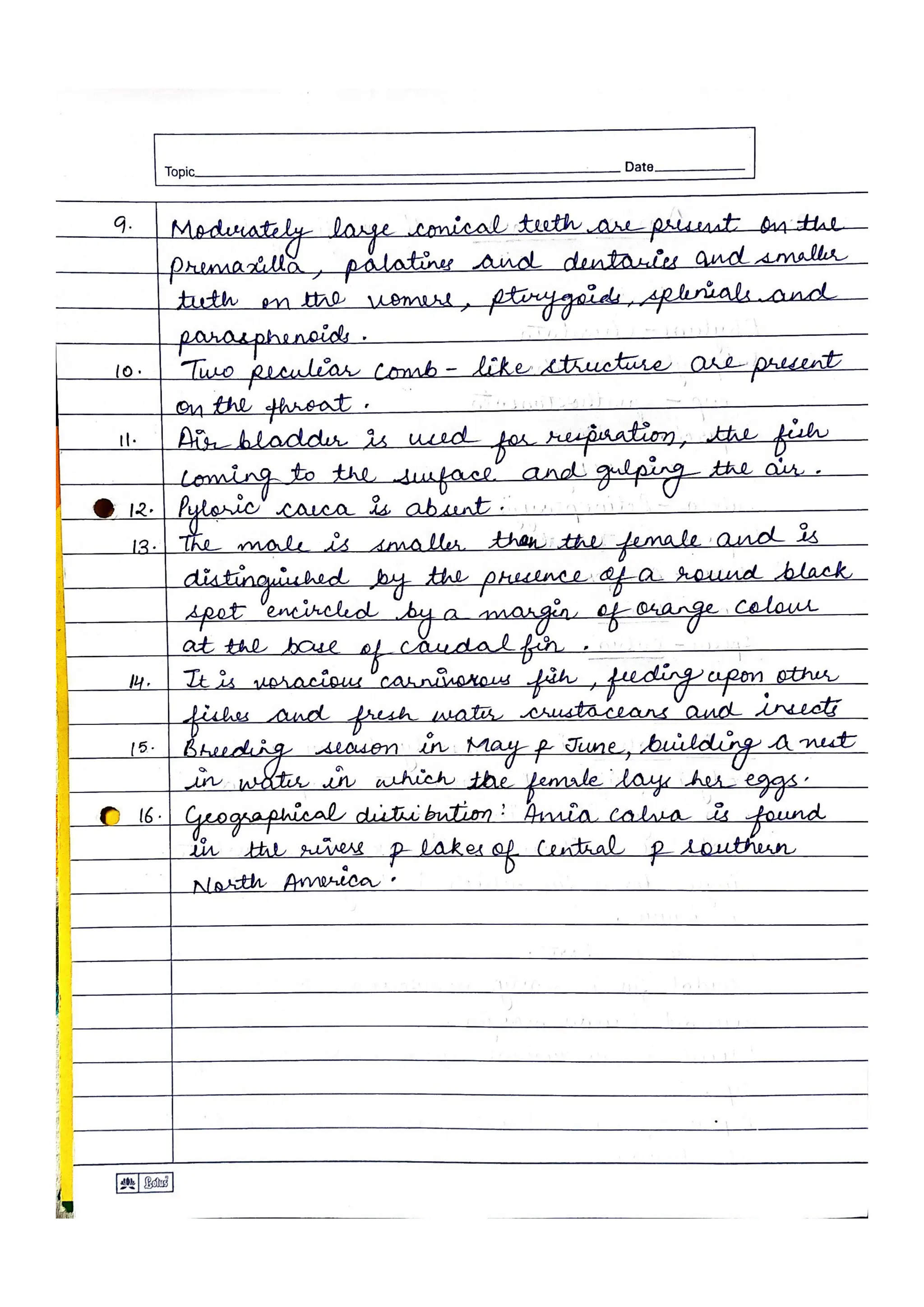 Osteichthyes ( Bony Fishes ) Fish and Fisheries.pdf