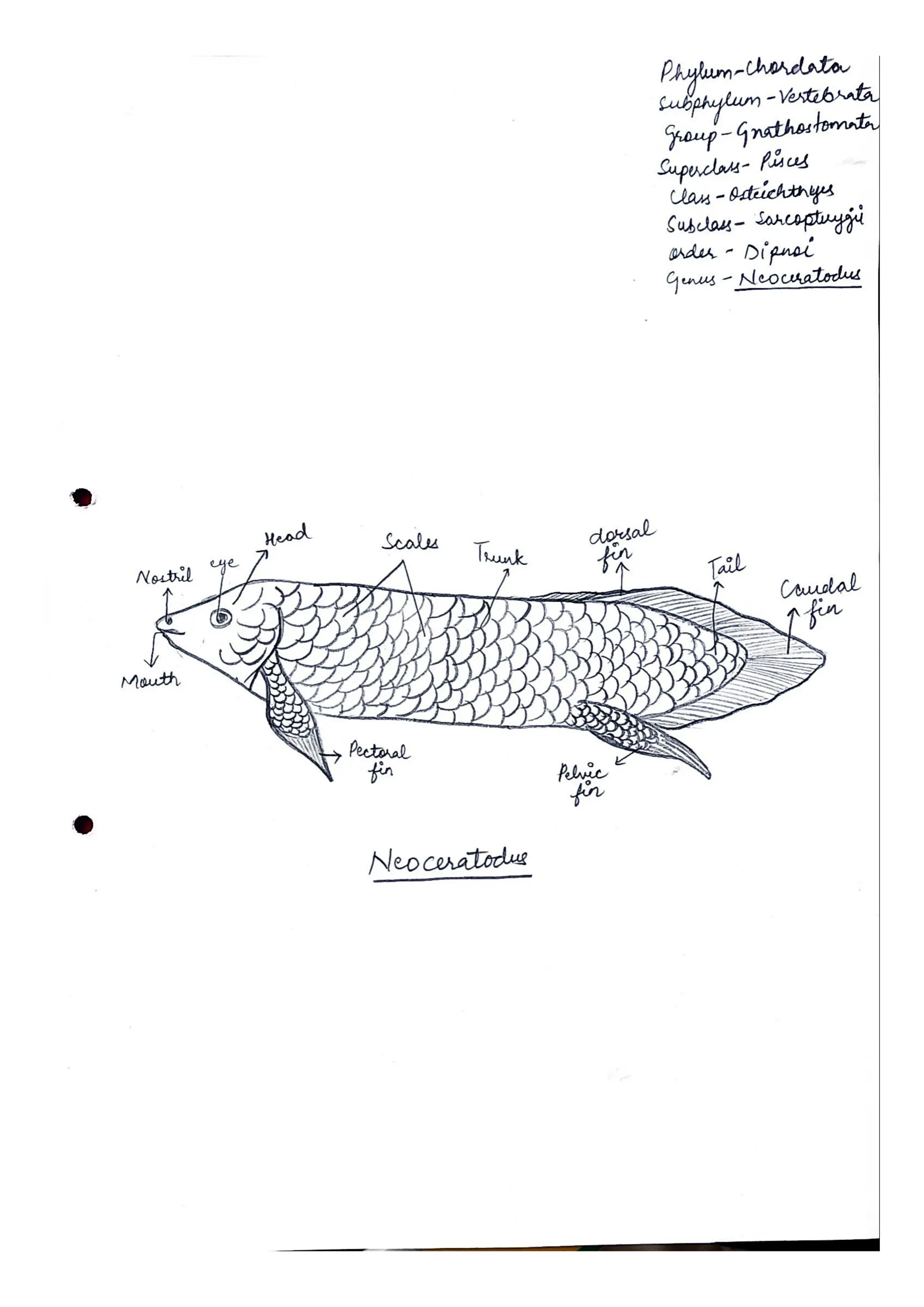 Osteichthyes ( Bony Fishes ) Fish and Fisheries.pdf