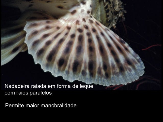 Osteichthyes Actinopterygii Sarcopterygii