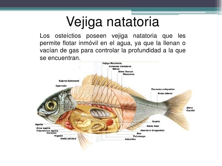 Osteictios