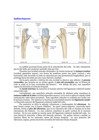 Ostelogía Del Antebrazo Humano 09 | PDF