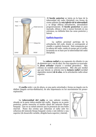 Ostelogía Del Antebrazo Humano 09 | PDF