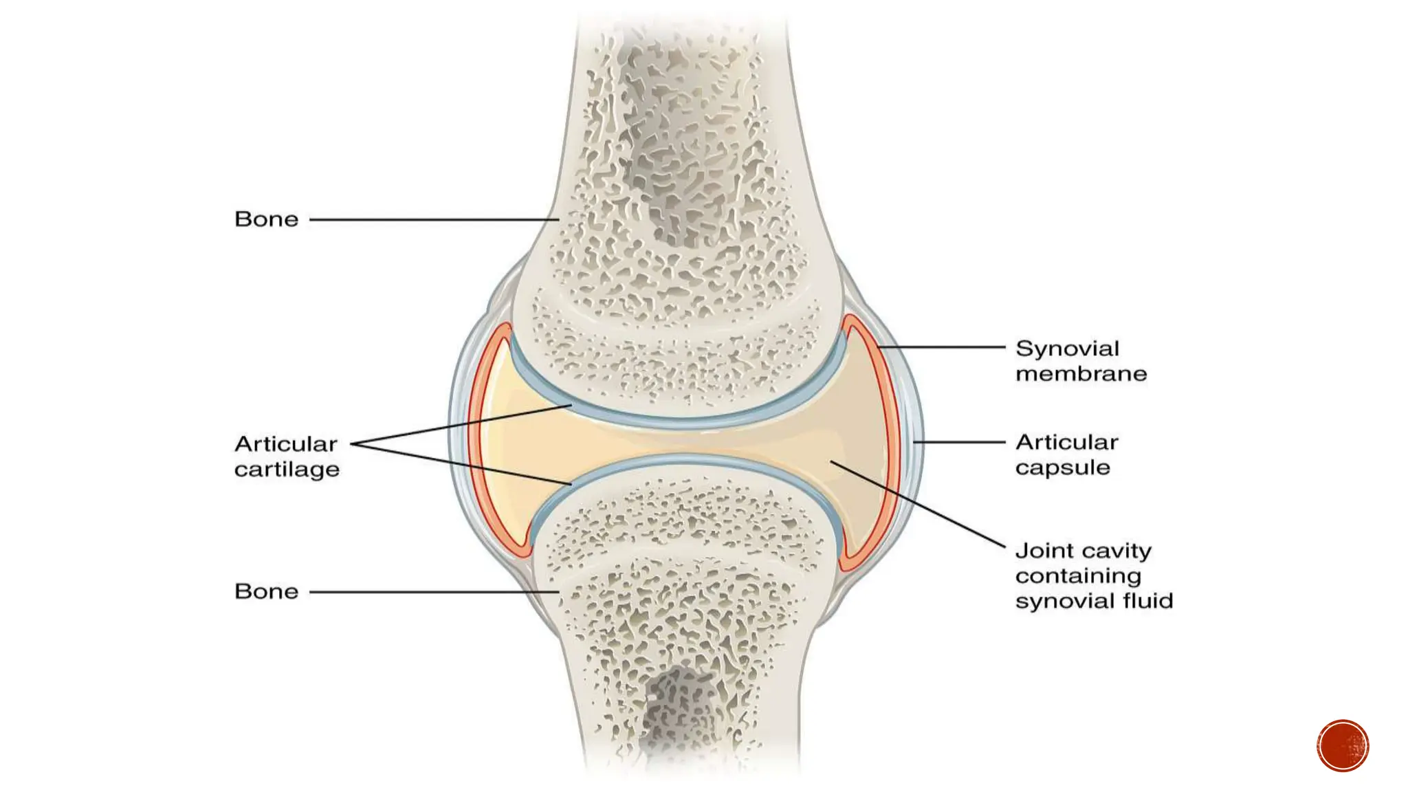 osteoarthritis.ppt easy way to prepared. | PPTX | Bone and Joint Conditions | Diseases and ...