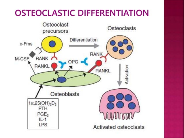 Osteoblast-Osteoclast activity | PPTX
