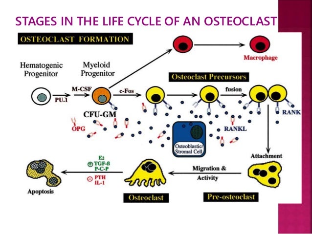 Schematic Diagram Of Osteoblastosteoclast Communication