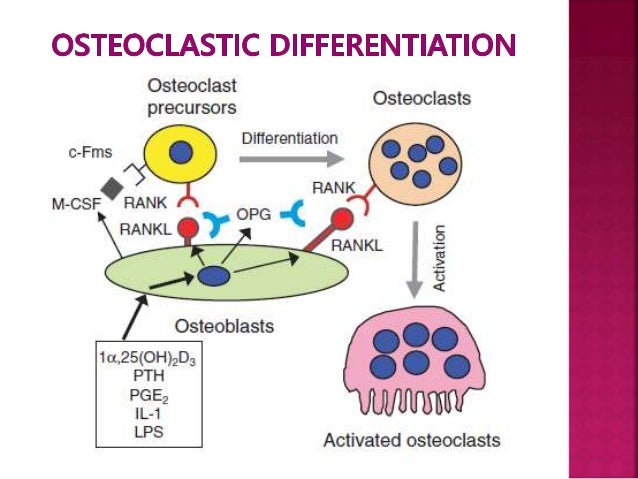 Osteoblast-Osteoclast activity