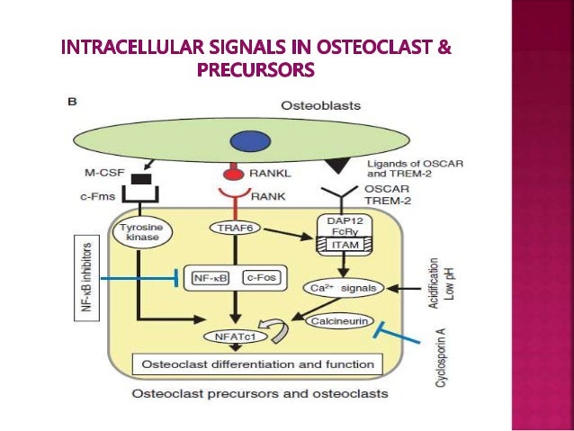 The Initiation Of Osteoclast Formation Osteoblastlineage