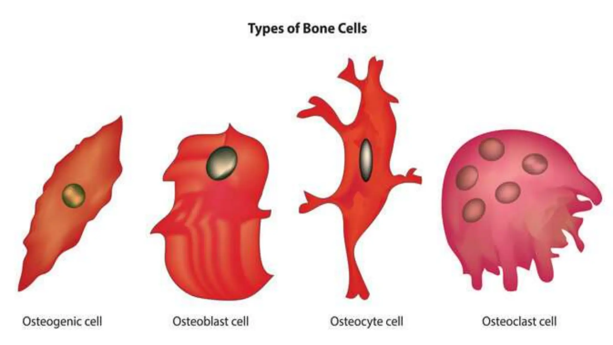 OSTEOBLASTIC & OSTEOCLASTIC ACTIVITY .pptx