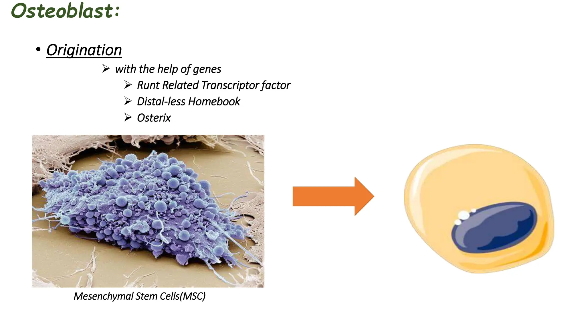 OSTEOBLASTIC & OSTEOCLASTIC ACTIVITY .pptx