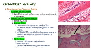 OSTEOBLASTIC & OSTEOCLASTIC ACTIVITY .pptx