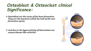 OSTEOBLASTIC & OSTEOCLASTIC ACTIVITY .pptx