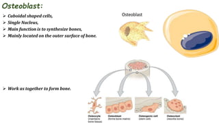 OSTEOBLASTIC & OSTEOCLASTIC ACTIVITY .pptx