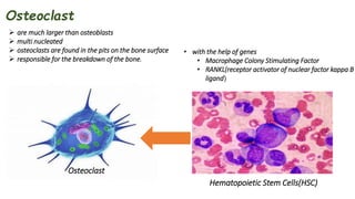 OSTEOBLASTIC & OSTEOCLASTIC ACTIVITY .pptx
