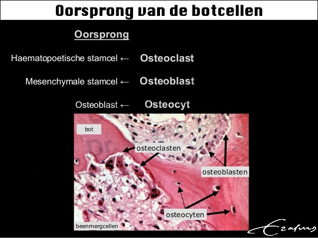 De osteoblast