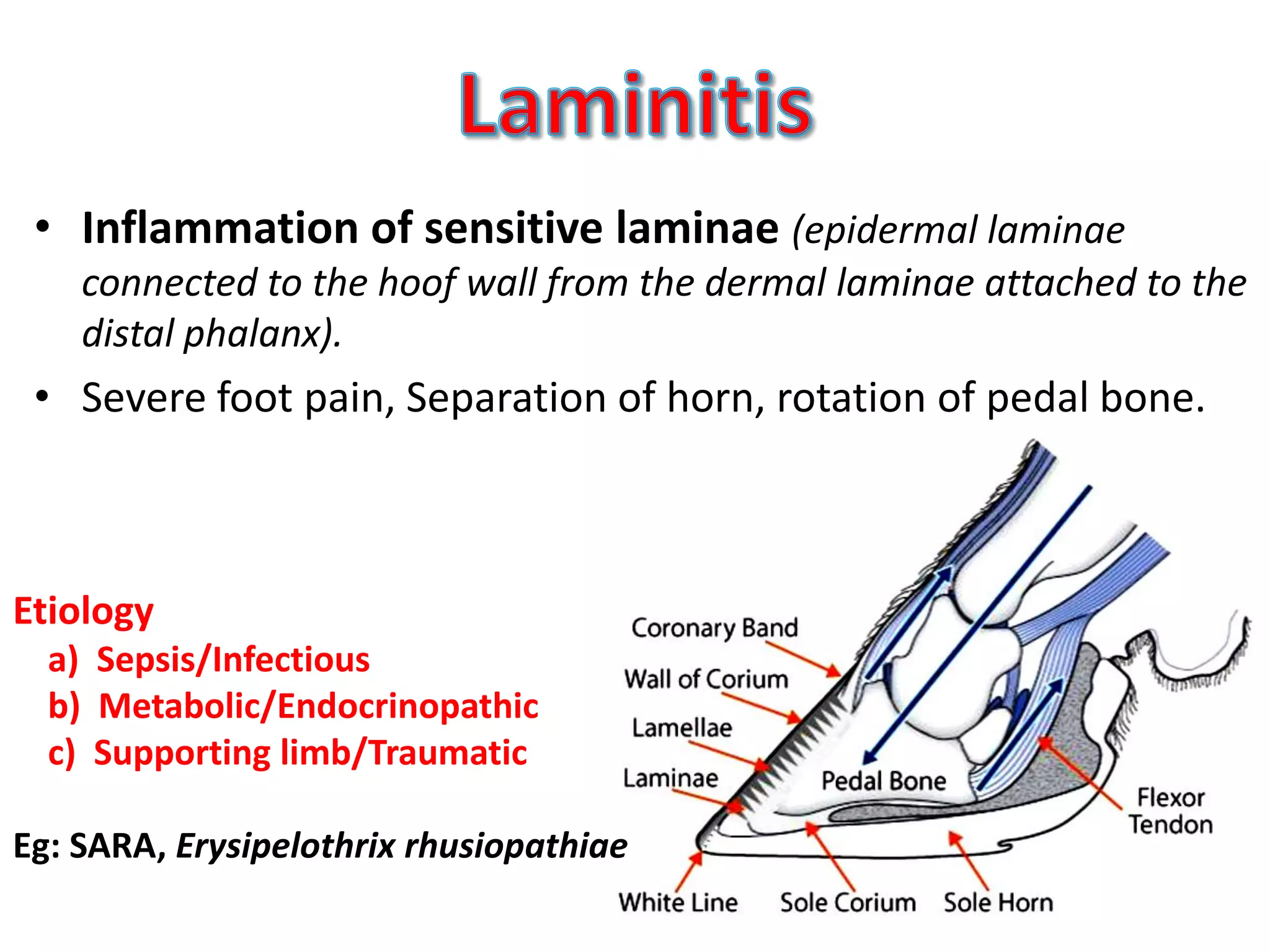 Osteodystrophy and osteomyelitis in domestic animals | PDF