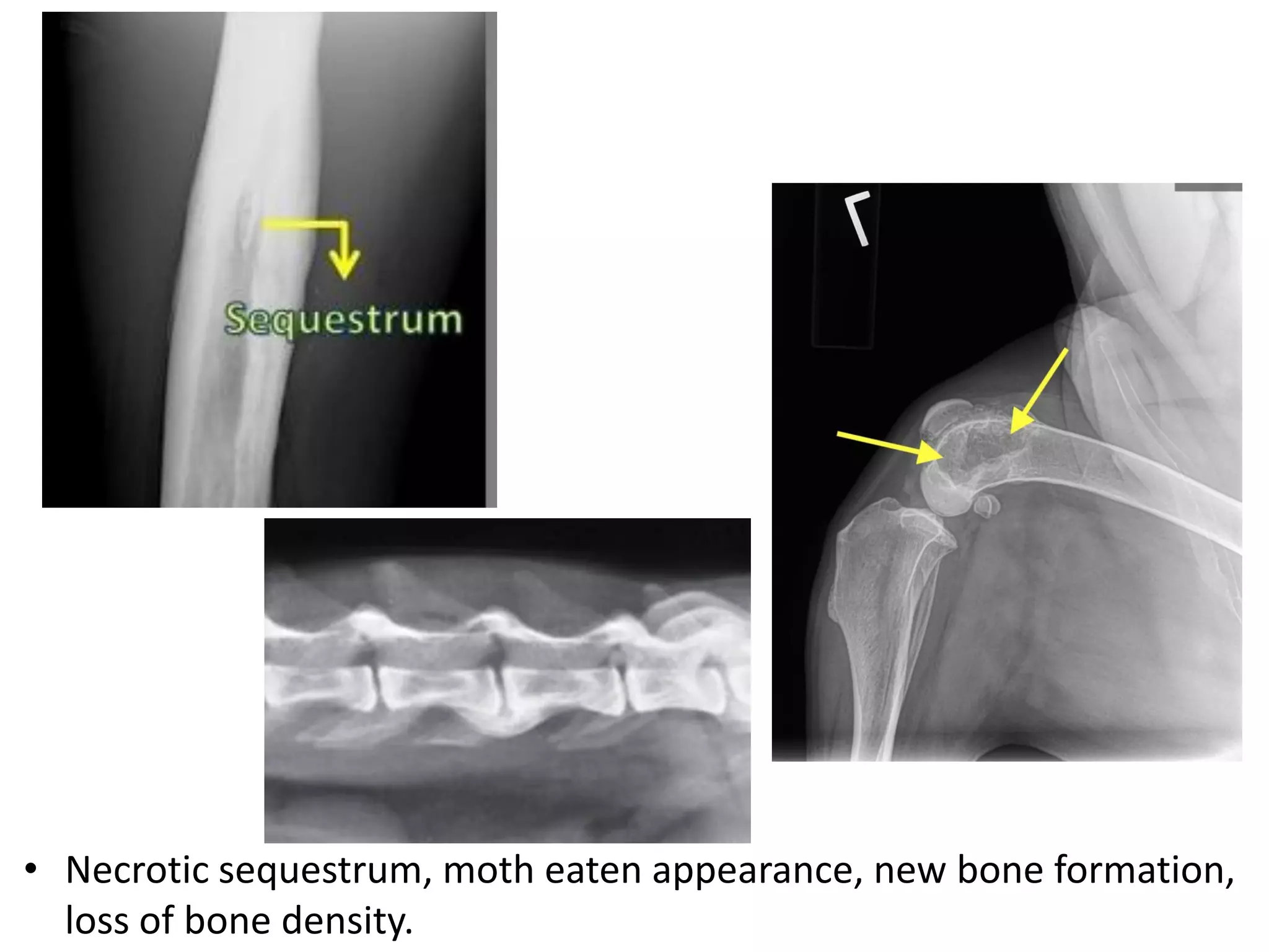 Osteodystrophy and osteomyelitis in domestic animals | PDF