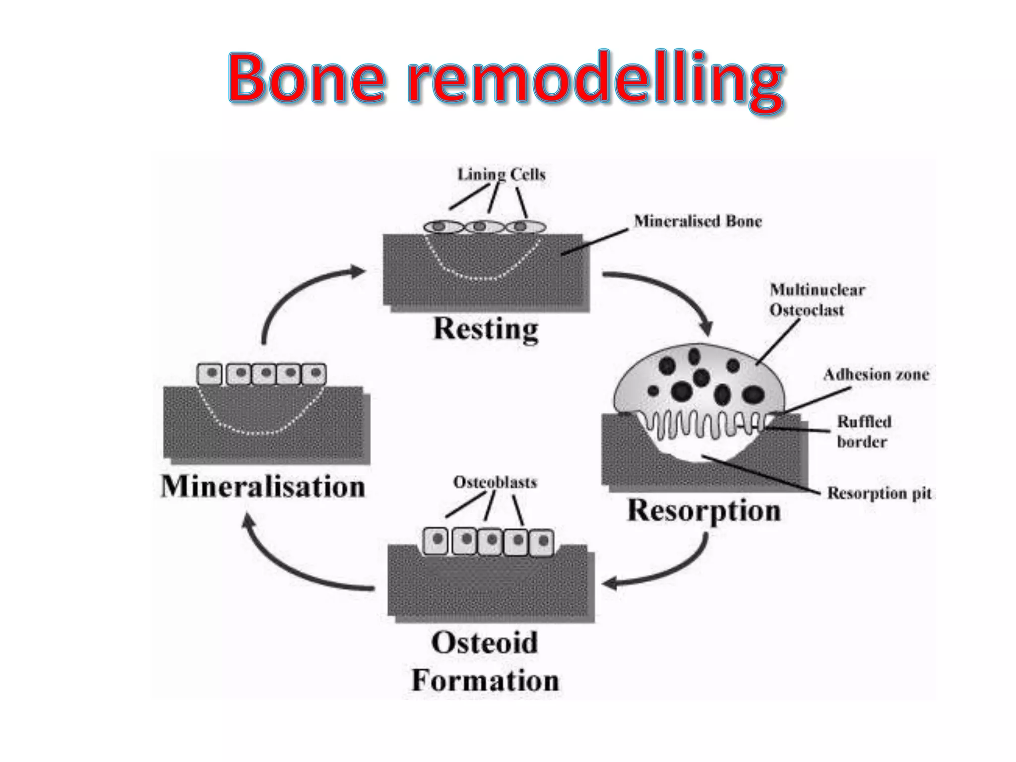 Osteodystrophy and osteomyelitis in domestic animals | PDF | Bone and ...