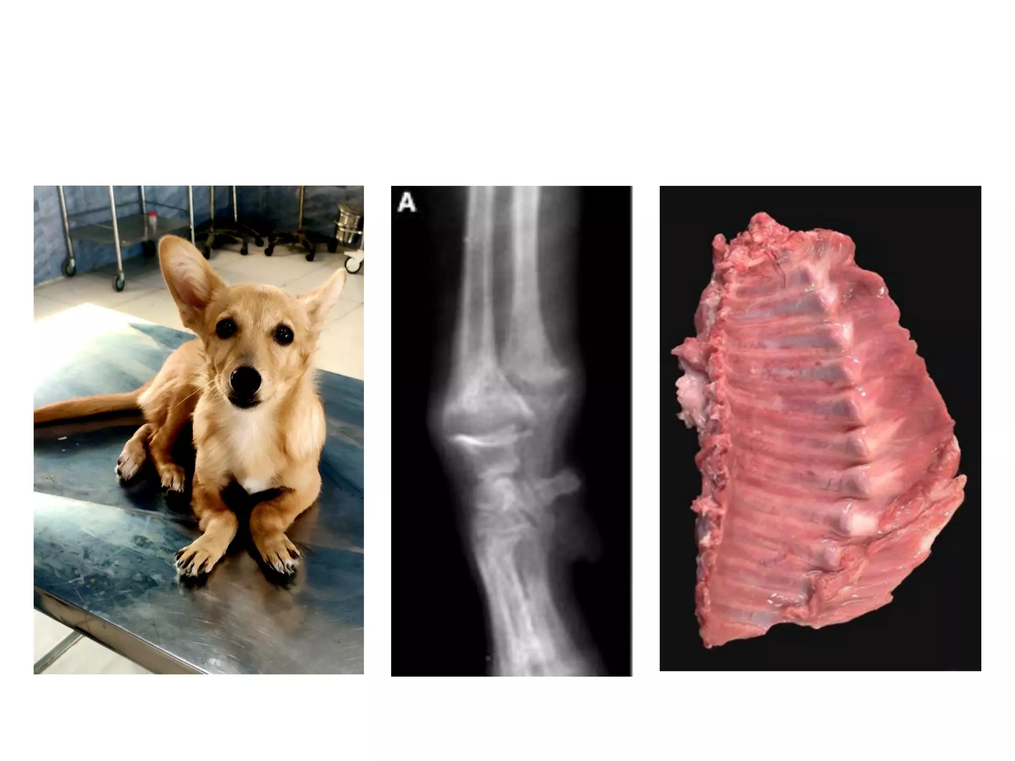 Osteodystrophy and osteomyelitis in domestic animals | PDF