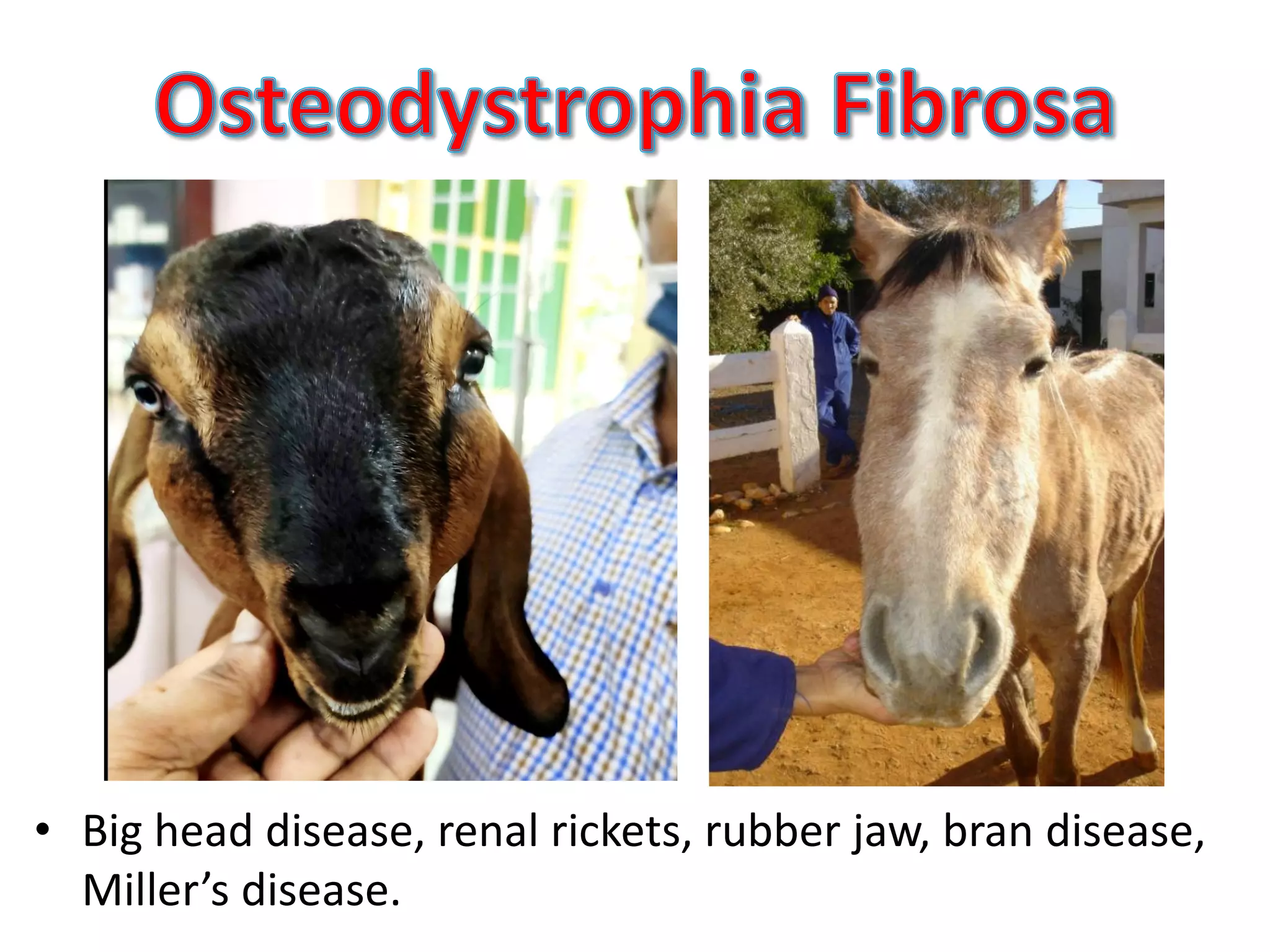 Osteodystrophy and osteomyelitis in domestic animals | PDF
