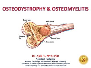 Osteodystrophy and osteomyelitis in domestic animals | PDF | Bone and ...