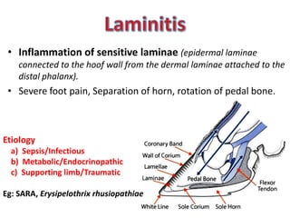 Osteodystrophy and osteomyelitis in domestic animals | PDF | Bone and ...