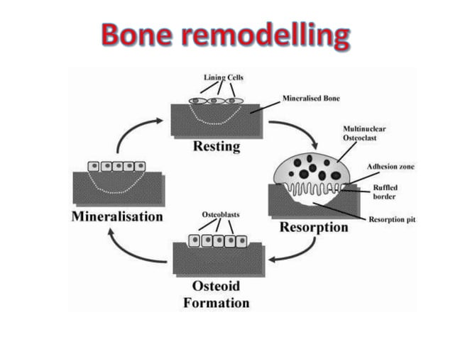 Osteodystrophy and osteomyelitis in domestic animals | PDF | Bone and ...