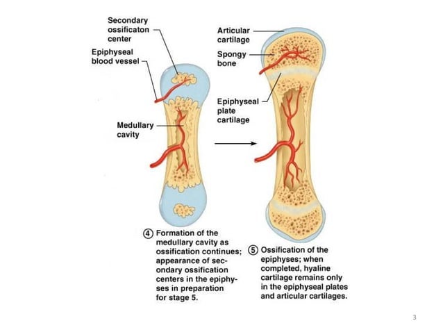 Osteogenesis | PPT | Bone and Joint Conditions | Diseases and Conditions