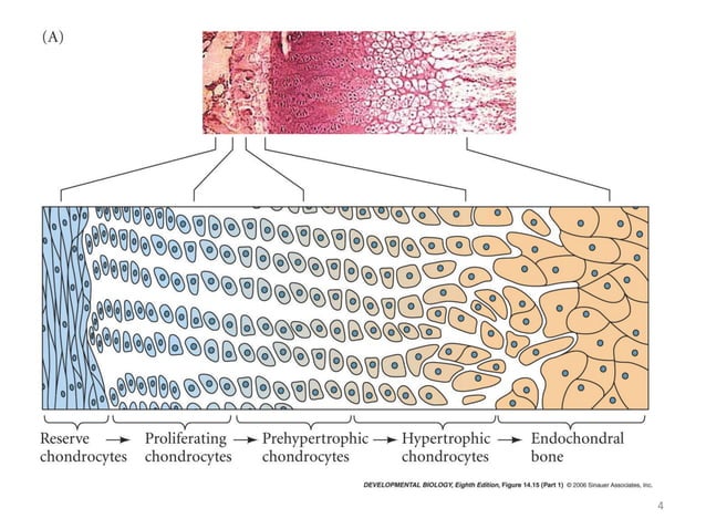 Osteogenesis | PPT | Bone and Joint Conditions | Diseases and Conditions