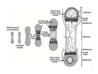 Osteogenesis | PPT