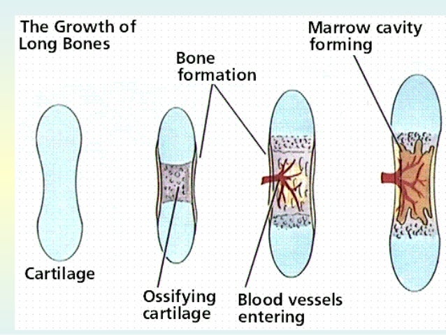 Osteogenesis