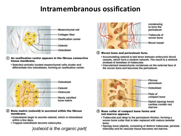 Osteogenesis