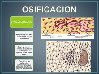 Osteogenesis | PPTX