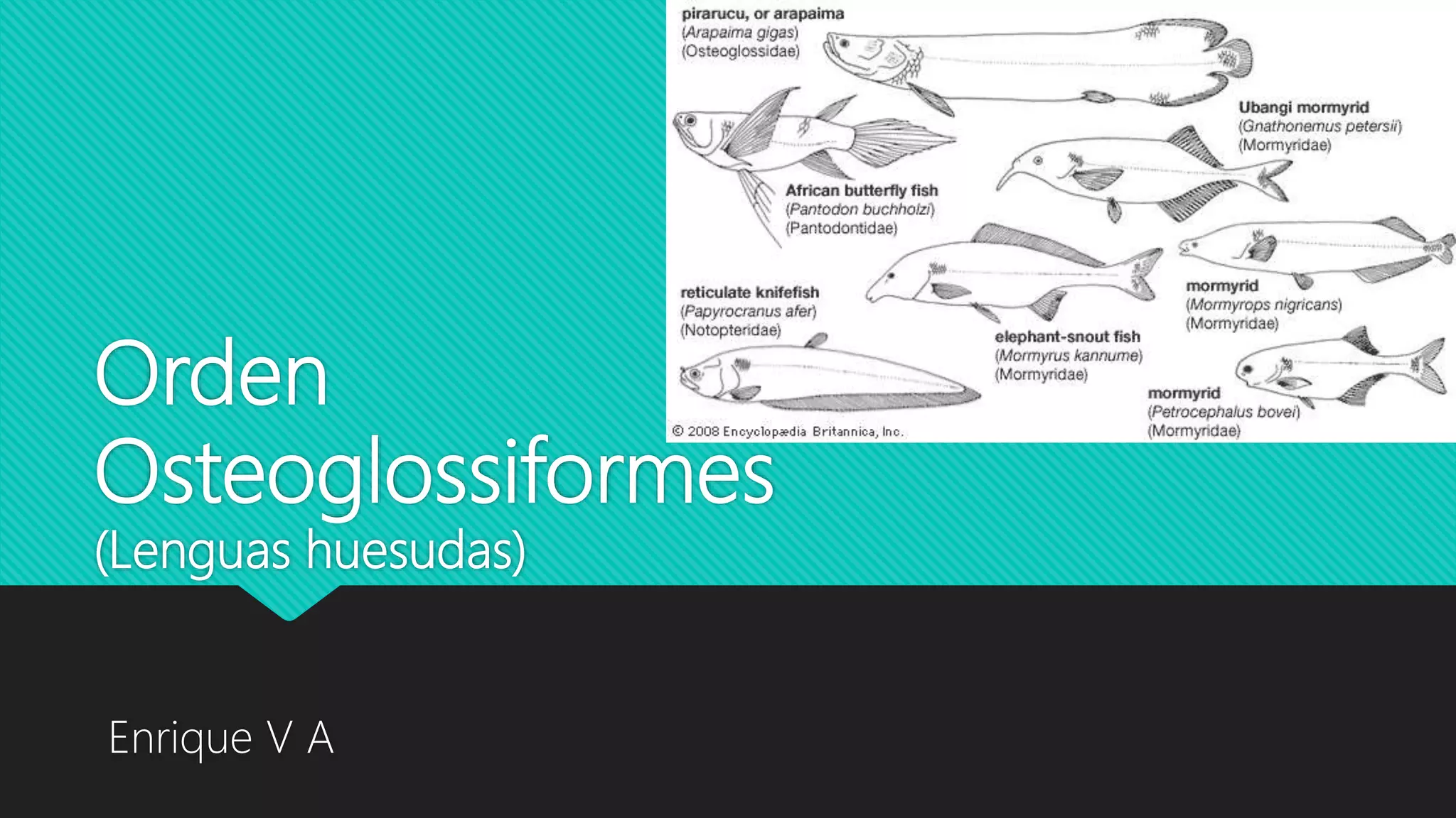 Peces: Orden Osteoglossiformes (Lenguas Huesudas) | PPTX
