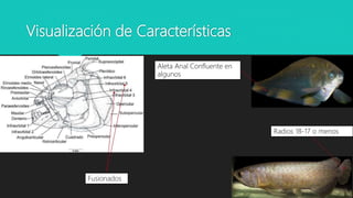 Peces: Orden Osteoglossiformes (Lenguas Huesudas) | PPTX