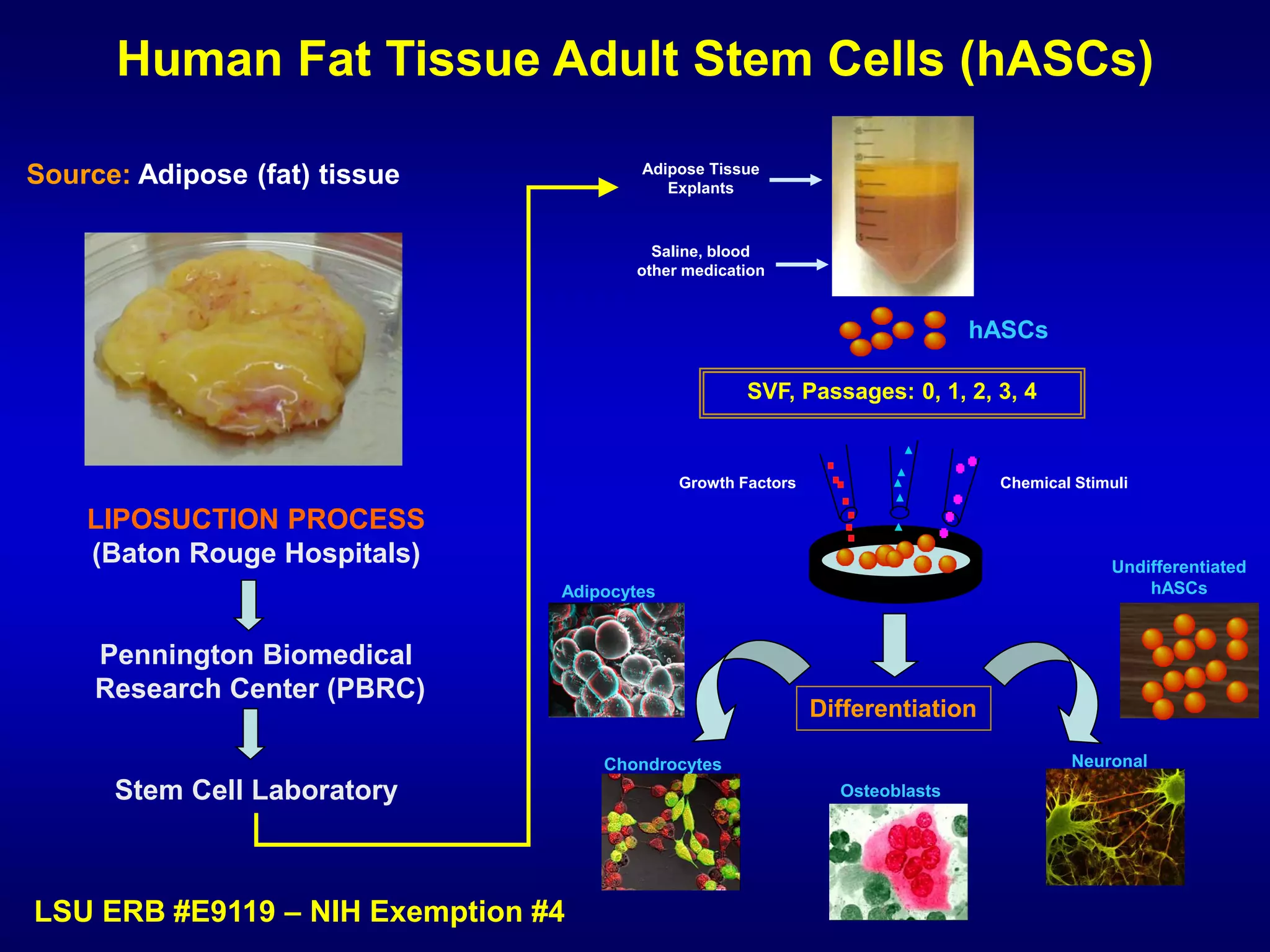 Osteoinduction of human adipose stem cells on plla scaffolds ...