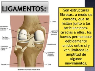 Osteología | PPTX