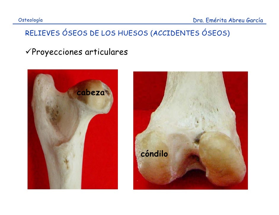 Osteología