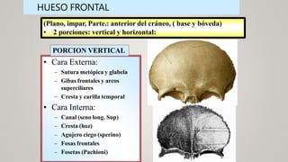 OSTEOLOGA-2.pptx