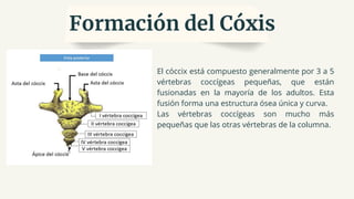 Osteología, ¿qué es y para que sirve? y la clasificacion de los huesos ...