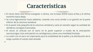 Osteología, ¿qué es y para que sirve? y la clasificacion de los huesos ...