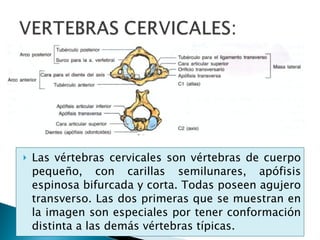 OsteologíA Y MiologíA Del Cuello | PPT