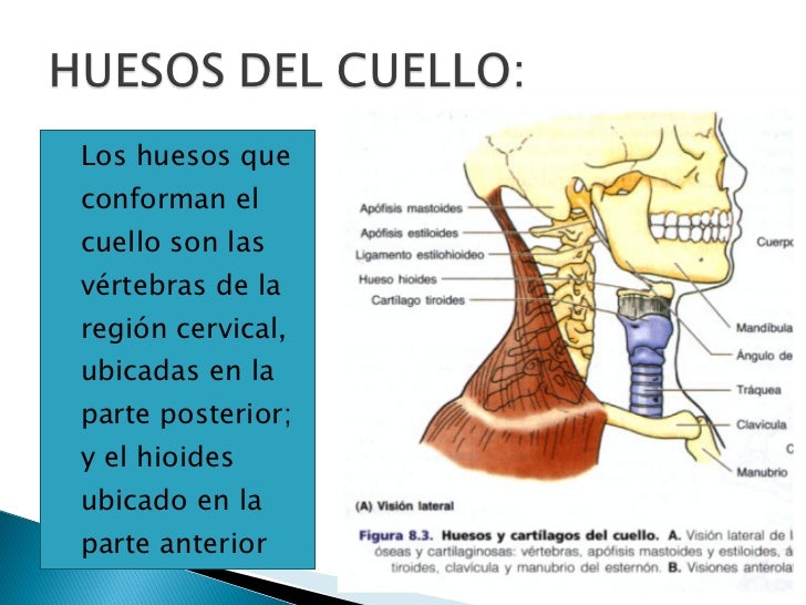 OsteologíA Y MiologíA Del Cuello