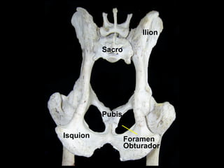 Osteología, artrología y miología de la cavidad pelvica | PPT