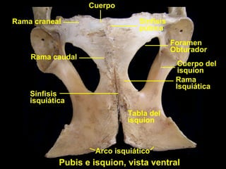 Osteología, artrología y miología de la cavidad pelvica | PPT