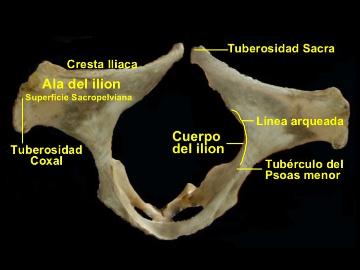 Osteología, artrología y miología de la cavidad pelvica