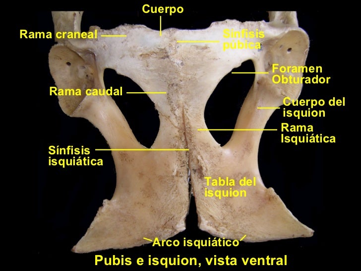 Osteología, artrología y miología de la cavidad pelvica