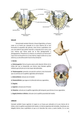 Osteología de cara | PDF