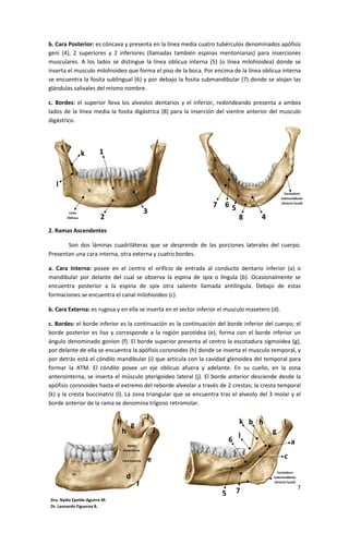 Osteología de cara | PDF